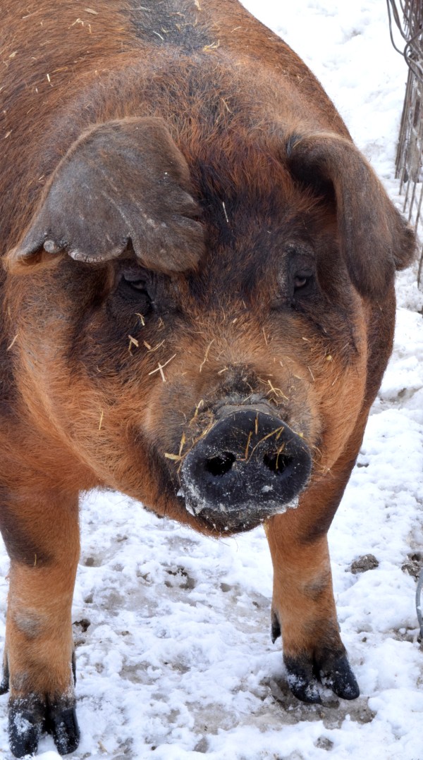 Parrish Pork & Poultry